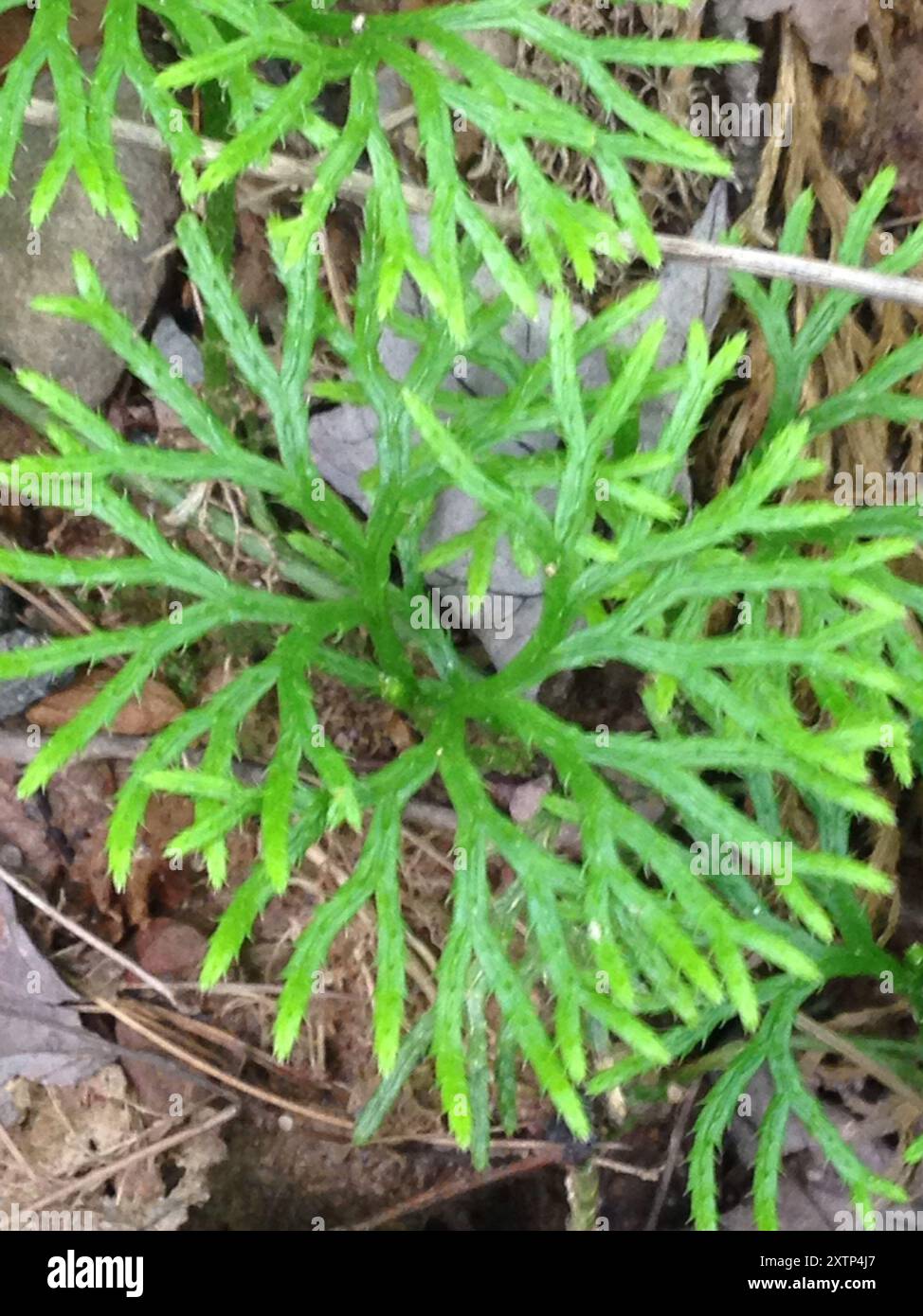 fan clubmoss (Diphasiastrum digitatum) Plantae Stock Photo - Alamy