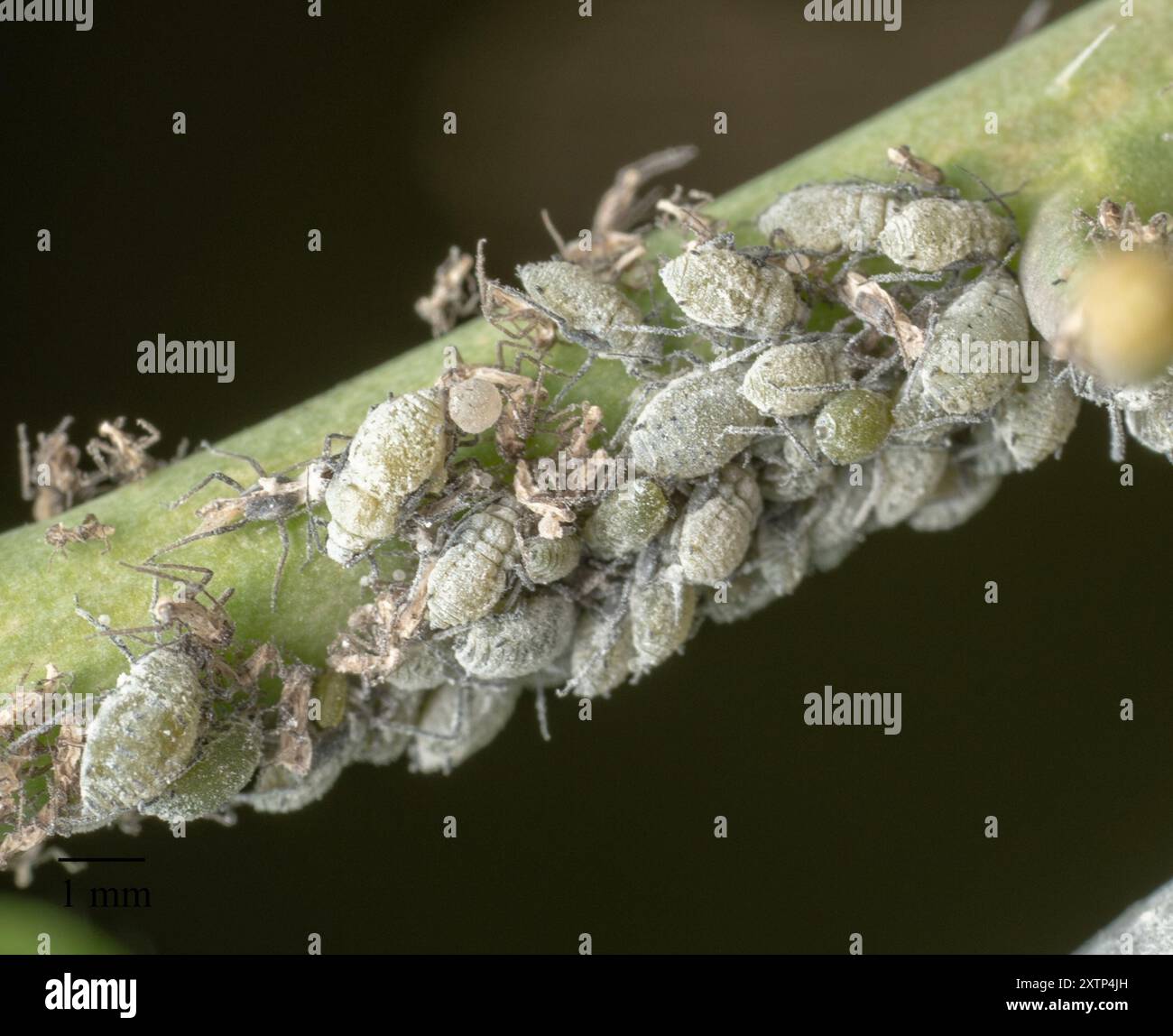 Cabbage Aphid (Brevicoryne brassicae) Insecta Stock Photo - Alamy