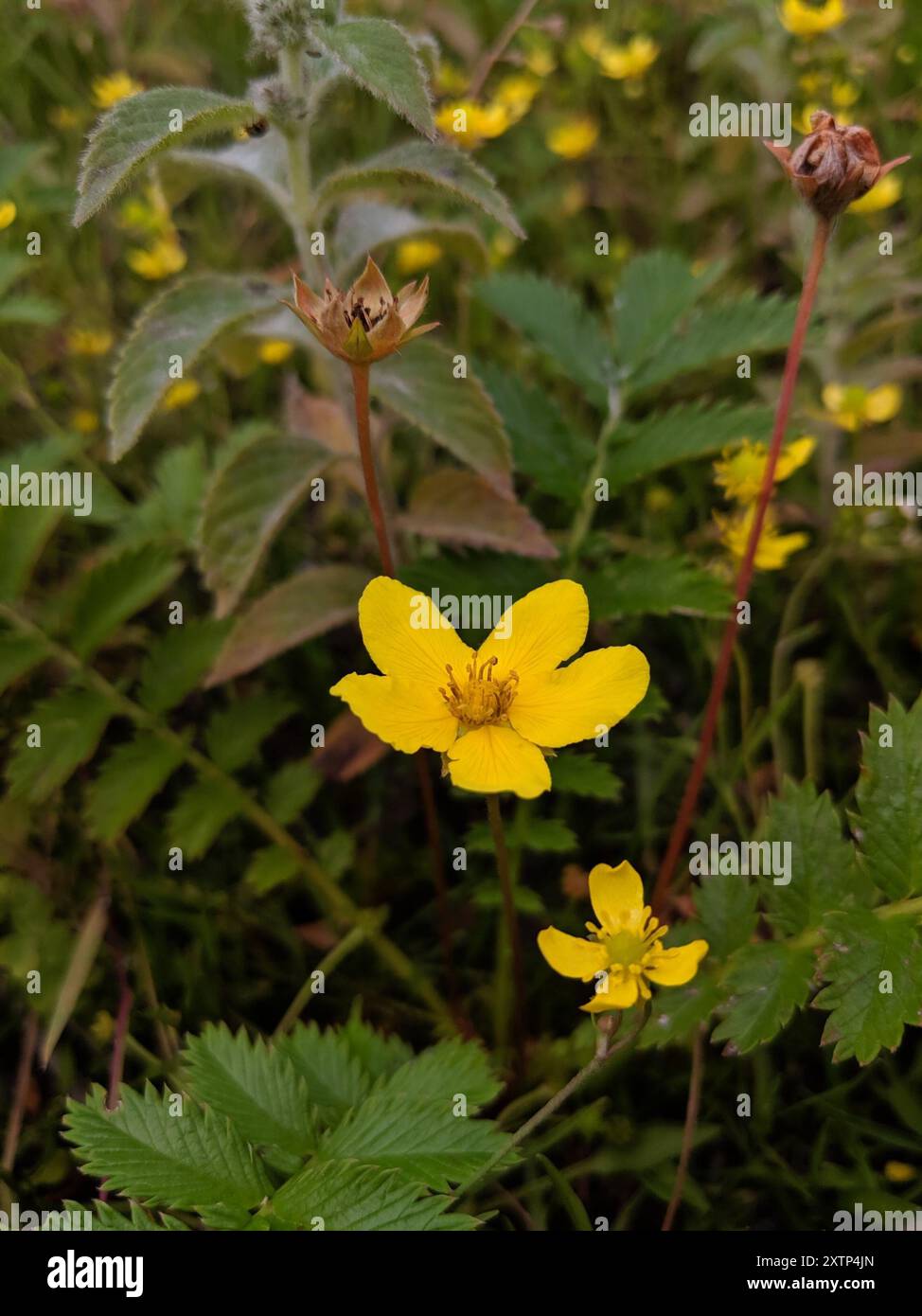 common silverweed (Argentina anserina) Plantae Stock Photo - Alamy