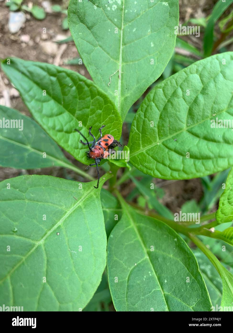 Red Milkweed Beetle (Tetraopes tetrophthalmus) Insecta Stock Photo - Alamy