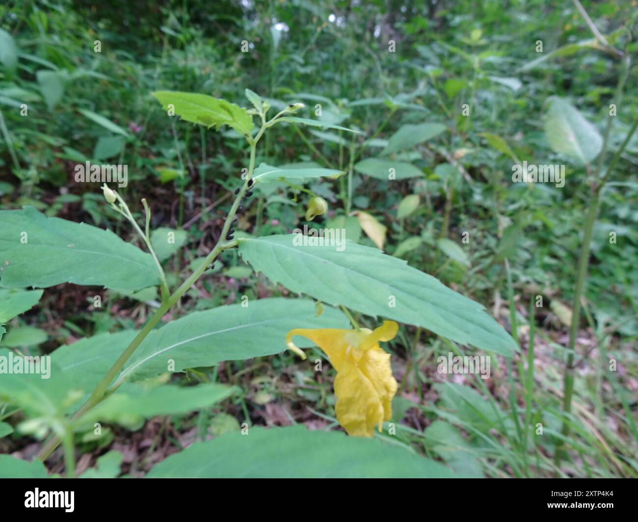 Touch-me-not Balsam (Impatiens noli-tangere) Plantae Stock Photo - Alamy