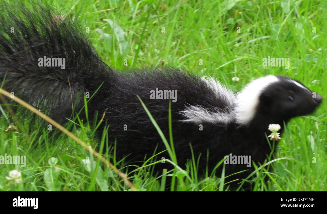 Striped Skunk (Mephitis mephitis) Mammalia Stock Photo - Alamy