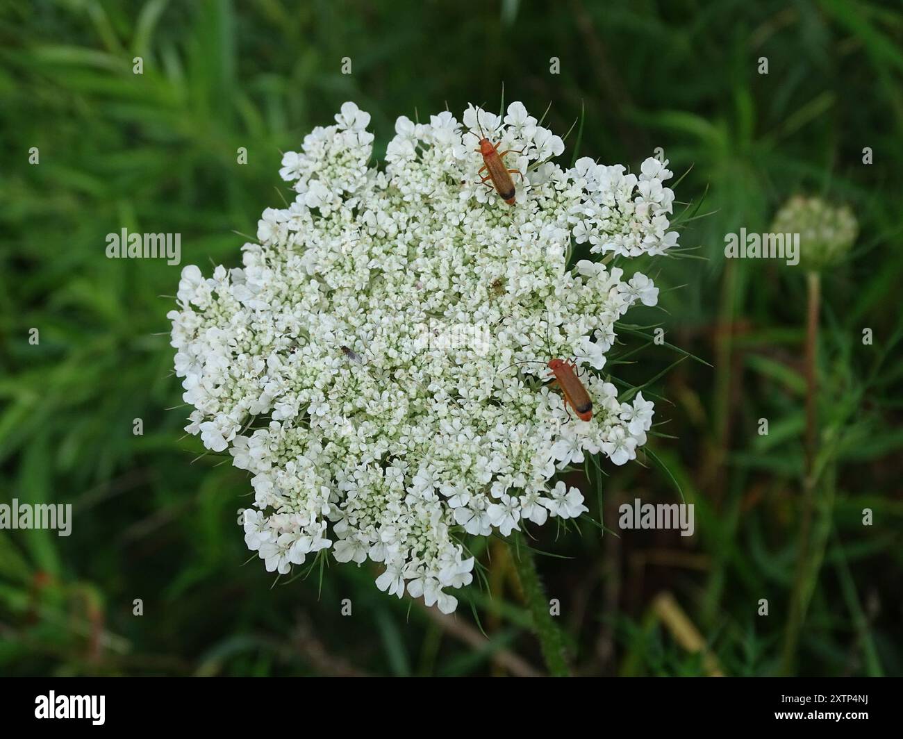 wild carrot (Daucus carota) Plantae Stock Photo - Alamy
