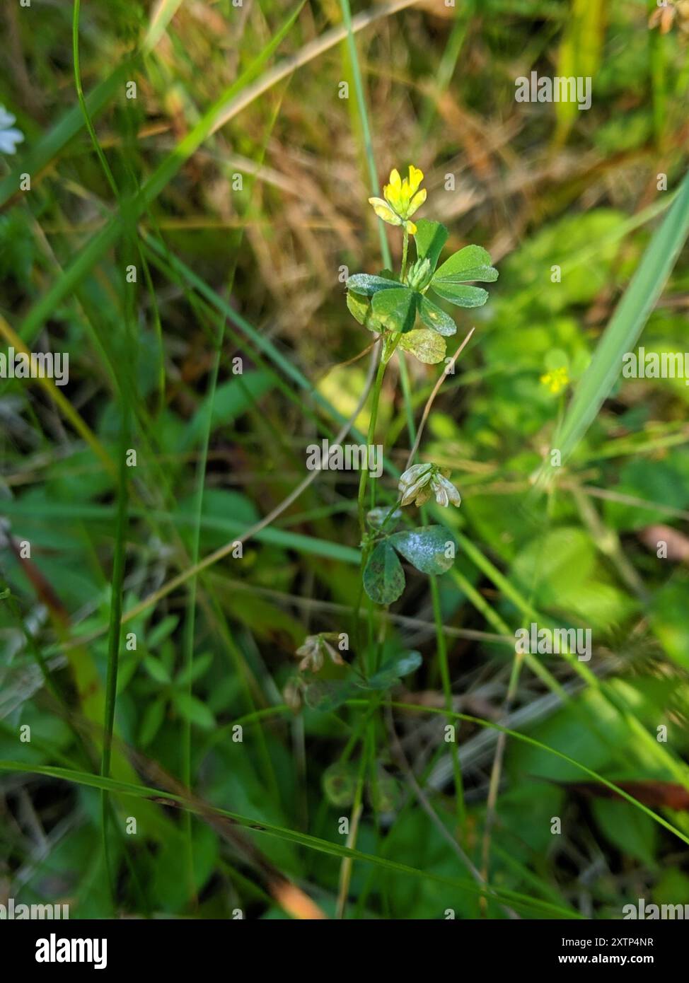 Lesser hop trefoil (Trifolium dubium) Plantae Stock Photo - Alamy