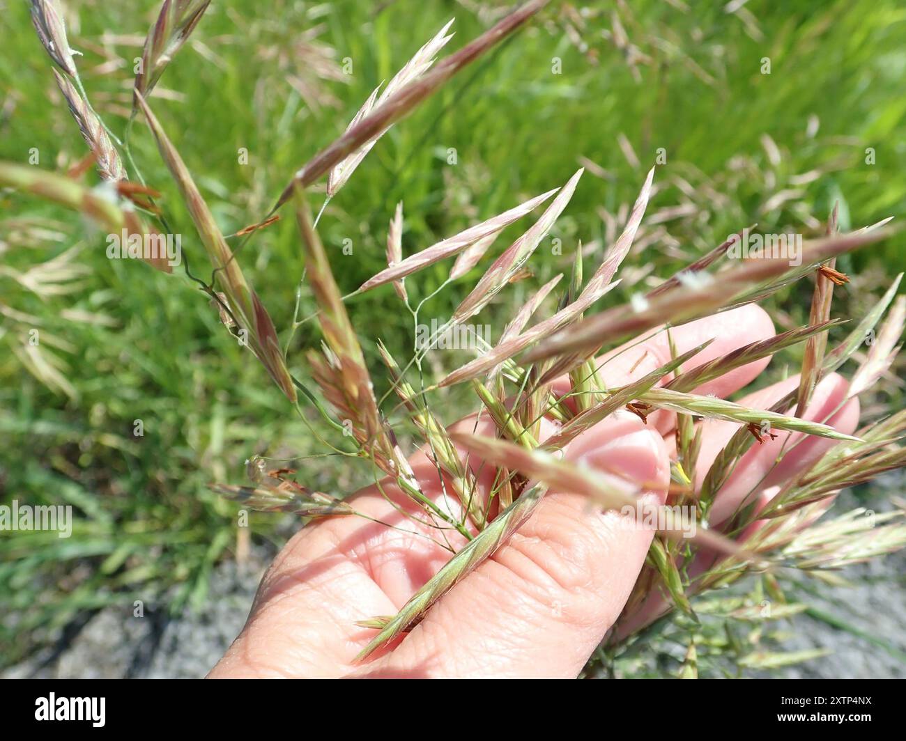 Smooth Brome (Bromus inermis) Plantae Stock Photo - Alamy