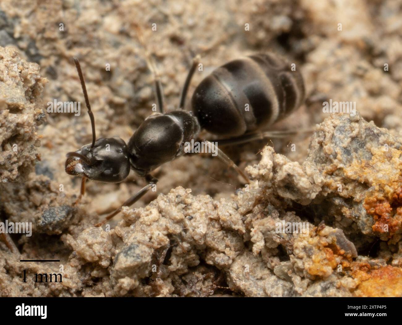 Rainbow, Tyrant, and Meat Ants (Iridomyrmex) Insecta Stock Photo - Alamy