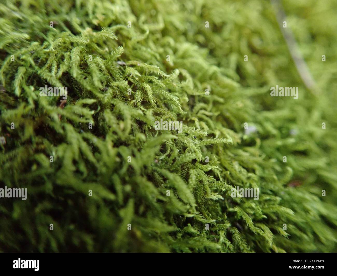 Whipple's claopodium moss (Claopodium whippleanum) Plantae Stock Photo ...
