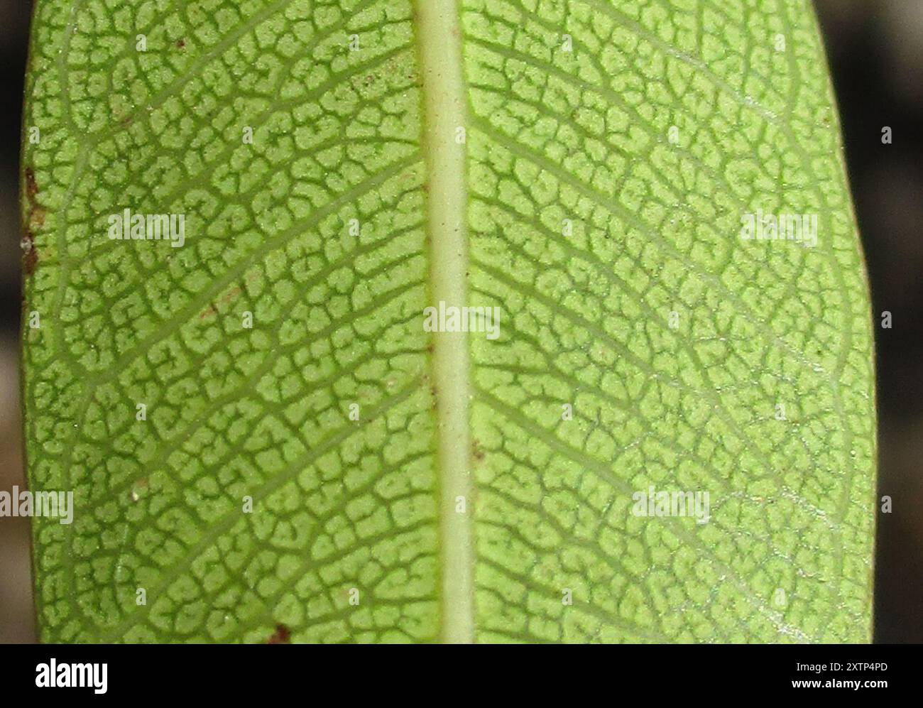 Common Wild Fig (Ficus burkei) Plantae Stock Photo - Alamy