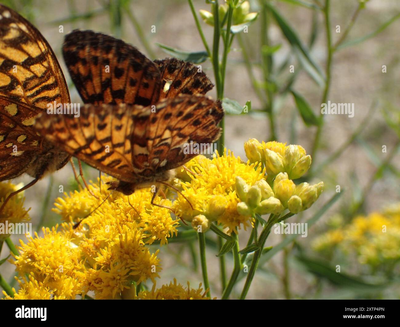 Arctic Fritillary (Boloria chariclea) Insecta Stock Photo - Alamy