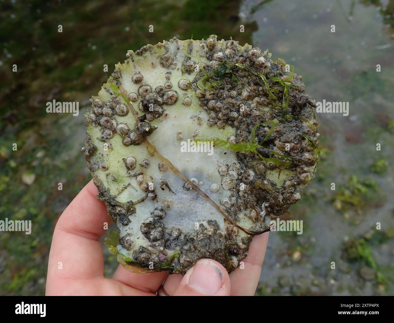 Giant Rock Scallop (Crassadoma gigantea) Mollusca Stock Photo - Alamy
