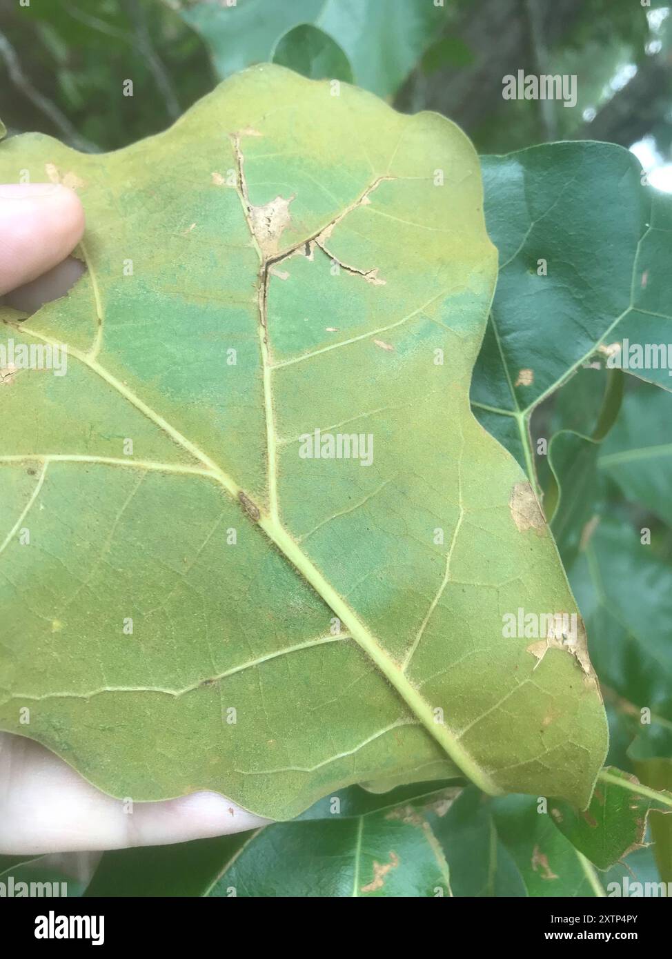 blackjack oak (Quercus marilandica) Plantae Stock Photo - Alamy