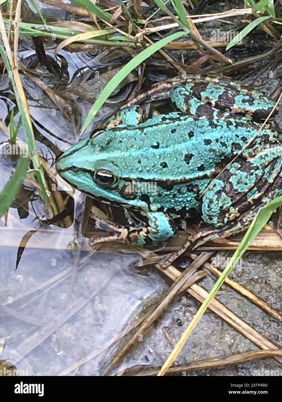 Water Frogs (Pelophylax) Amphibia Stock Photo - Alamy