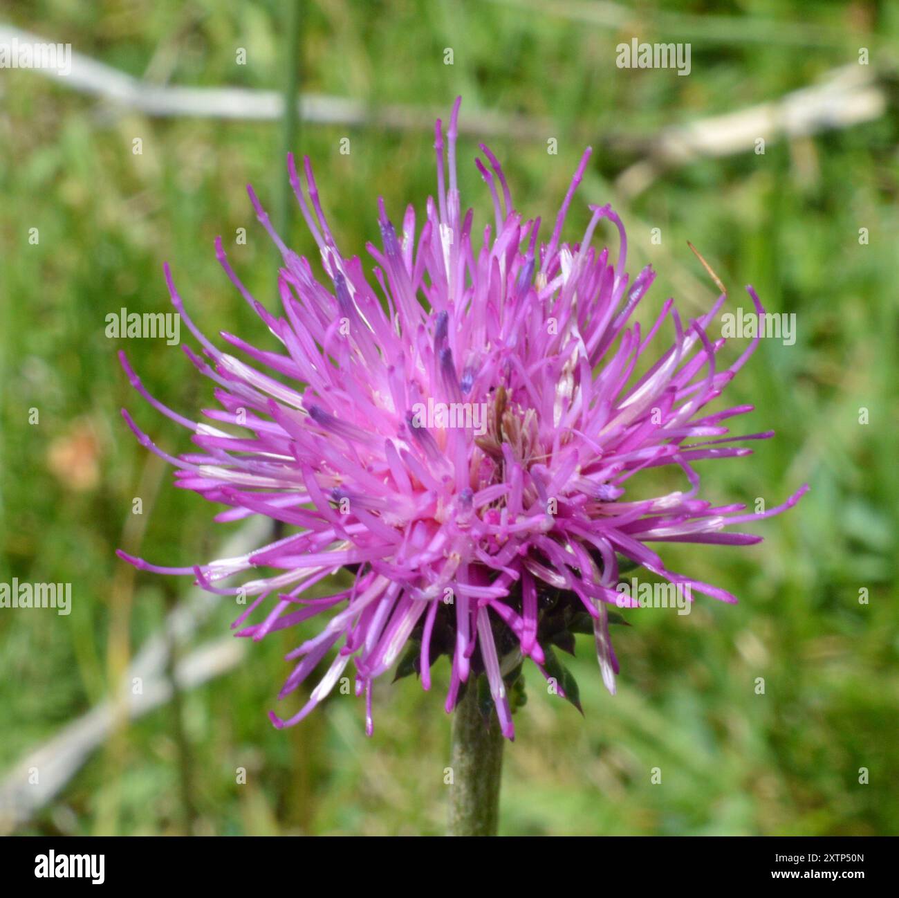 Alpine Thistle (Carduus defloratus) Plantae Stock Photo - Alamy