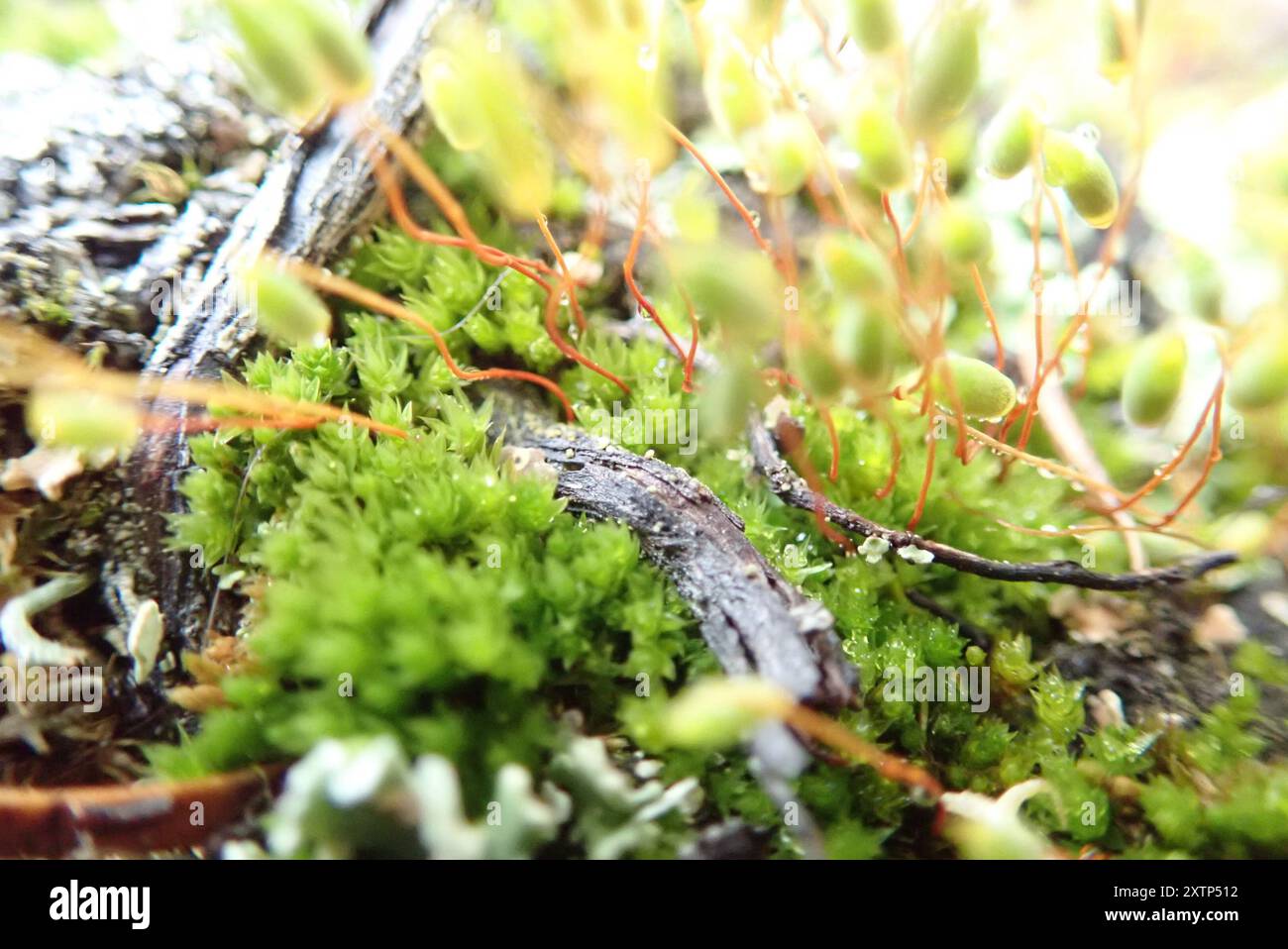 joint-toothed mosses (Bryopsida) Plantae Stock Photo - Alamy