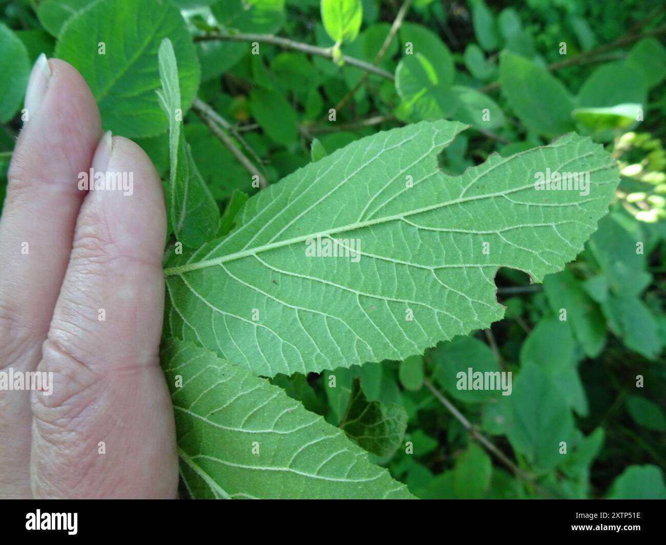 Wayfaring-tree (Viburnum lantana) Plantae Stock Photo - Alamy