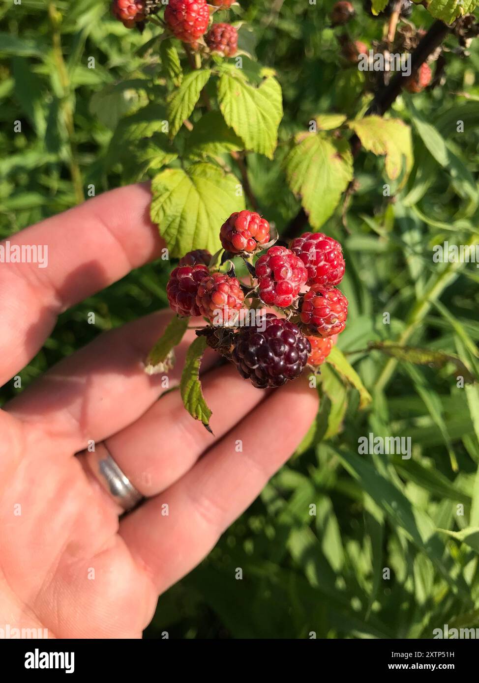 black raspberry (Rubus occidentalis) Plantae Stock Photo - Alamy