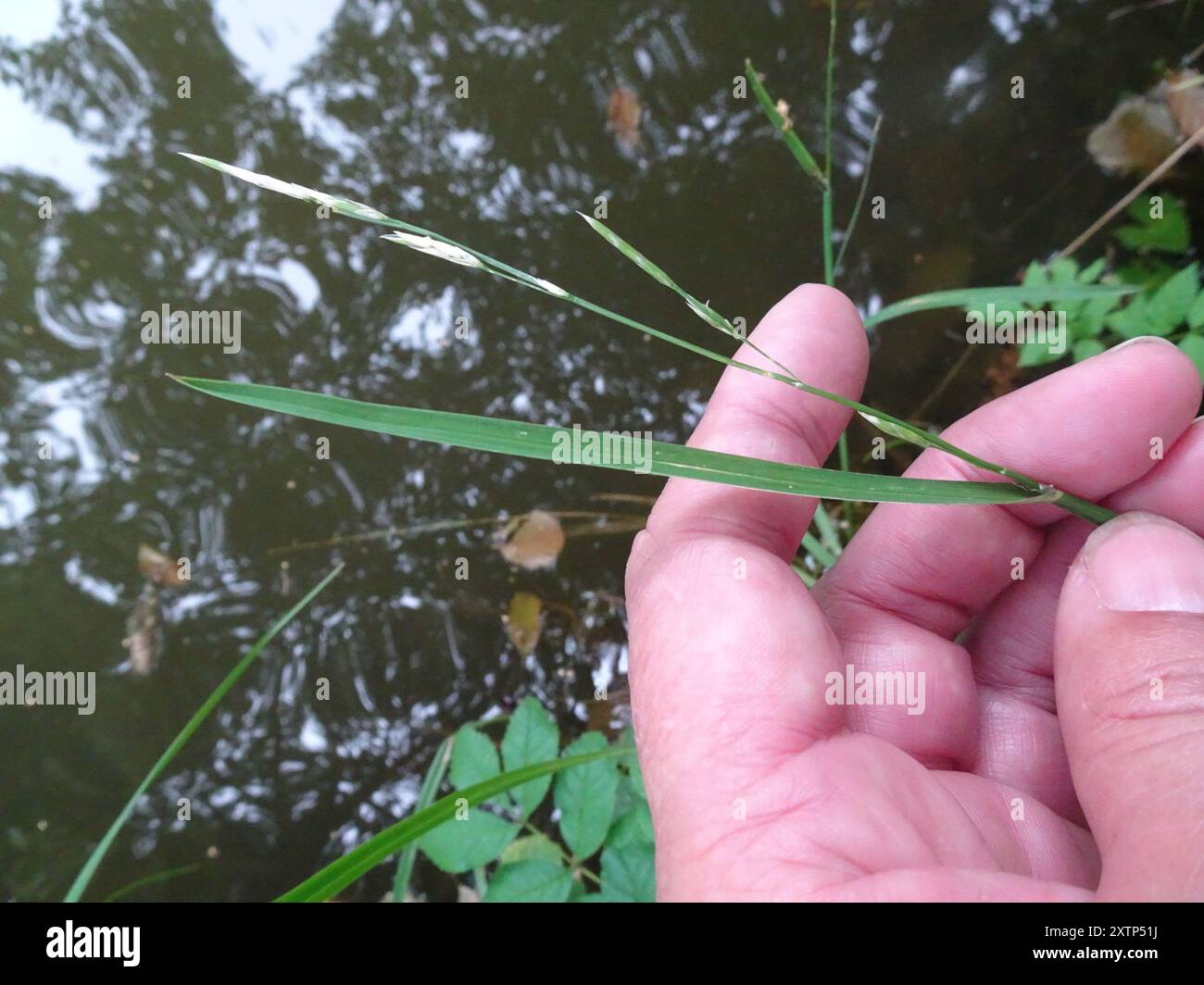 water manna grass (Glyceria fluitans) Plantae Stock Photo - Alamy