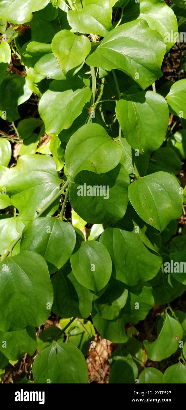 roundleaf greenbrier (Smilax rotundifolia) Plantae Stock Photo - Alamy