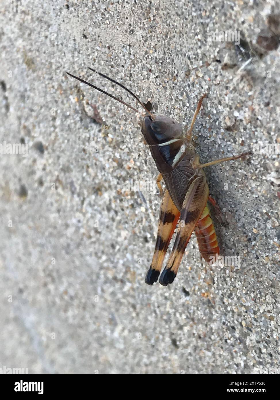 Short-winged Boopie (Boopedon auriventris) Insecta Stock Photo - Alamy
