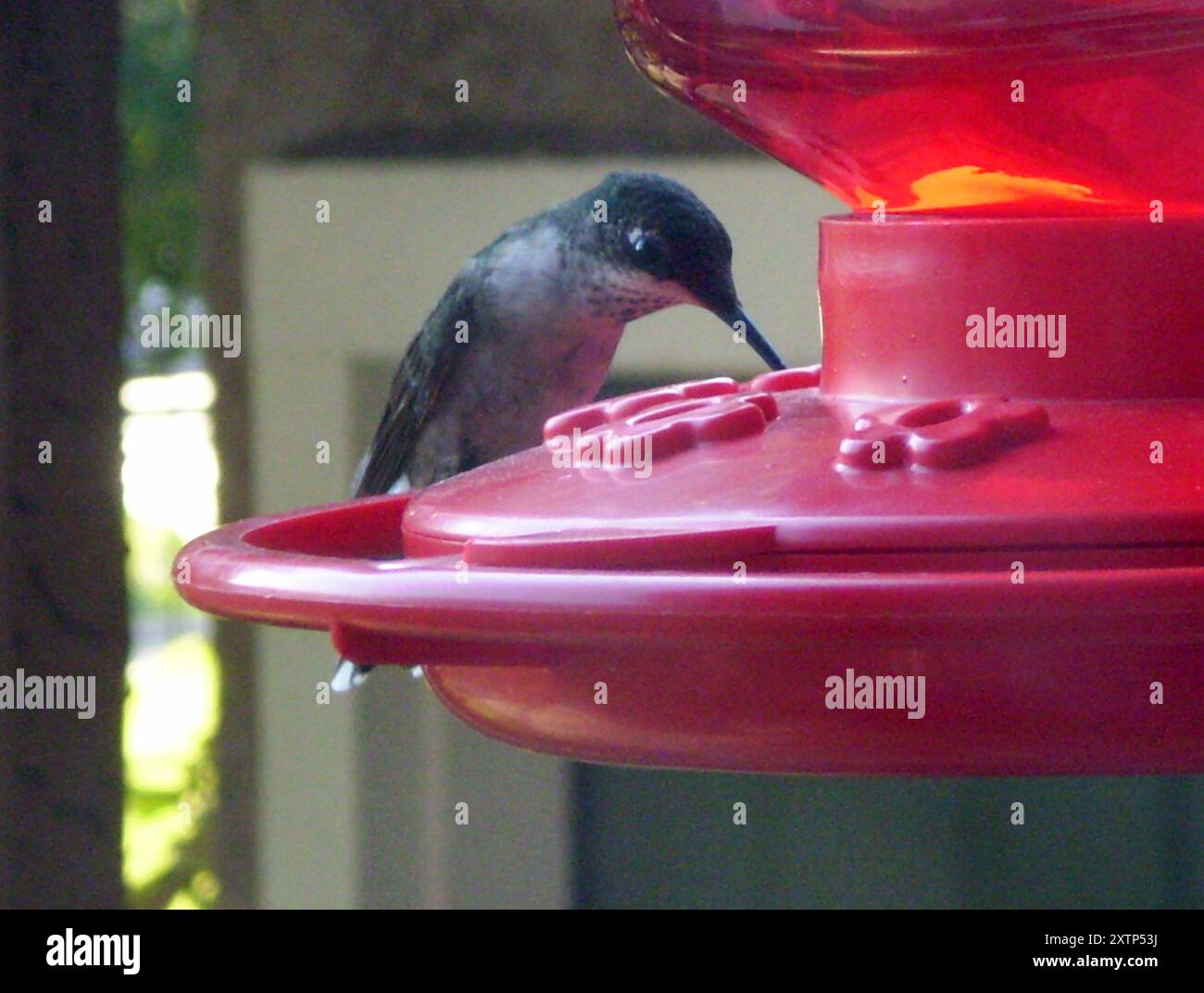 Ruby-throated Hummingbird (Archilochus colubris) Aves Stock Photo - Alamy