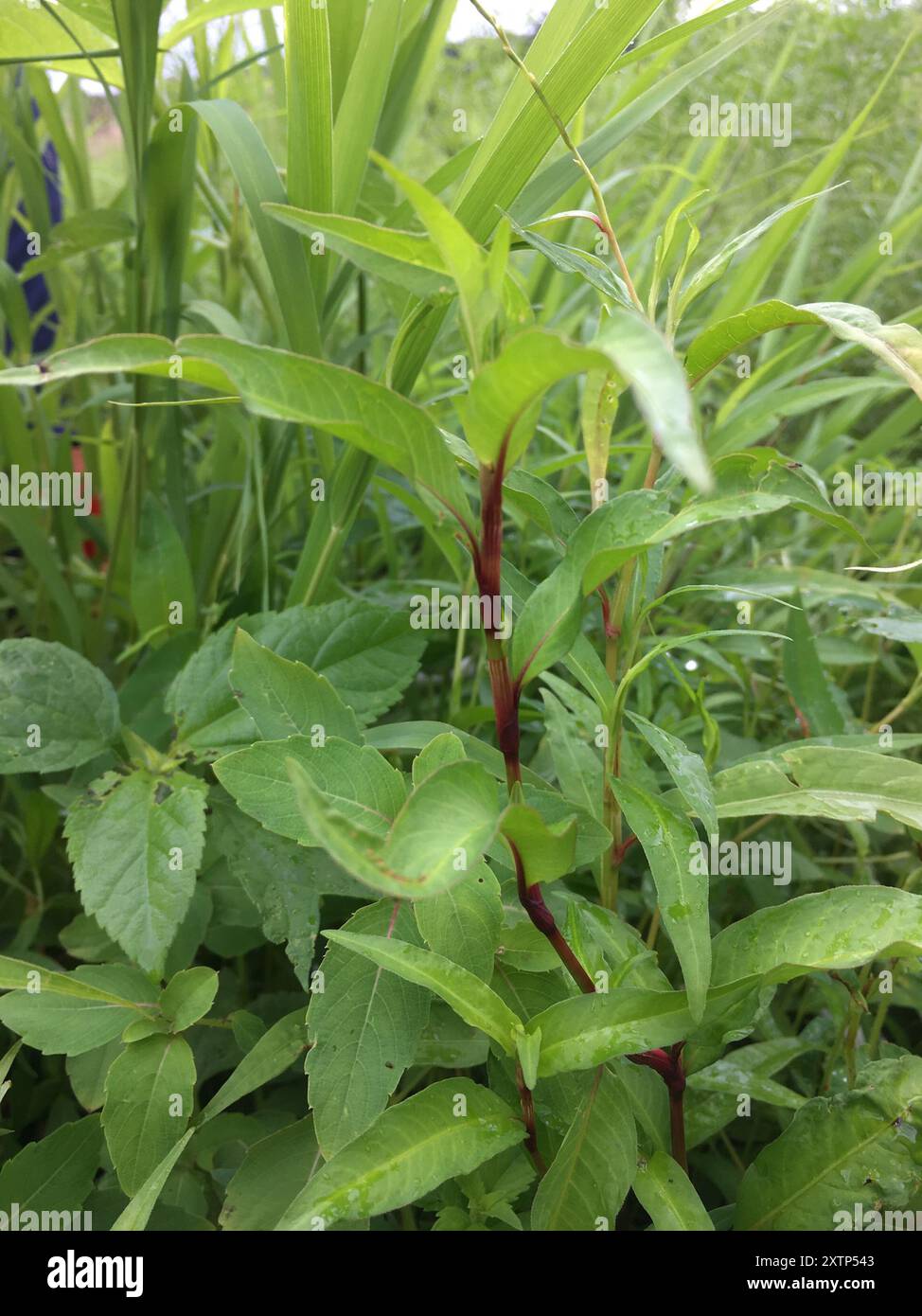 waterpepper (Persicaria hydropiper) Plantae Stock Photo - Alamy