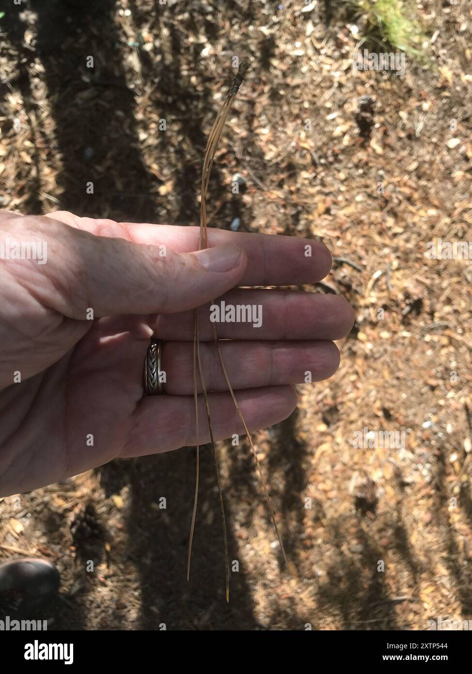 Chihuahuan pine (Pinus leiophylla) Plantae Stock Photo - Alamy