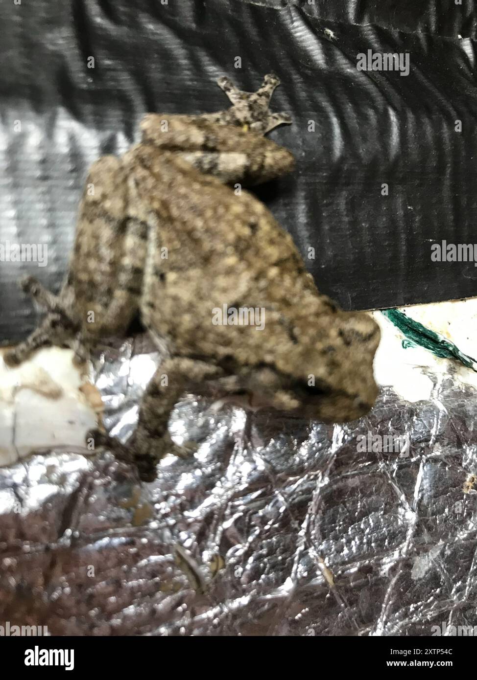 Cope's Gray Treefrog (Hyla chrysoscelis) Amphibia Stock Photo - Alamy