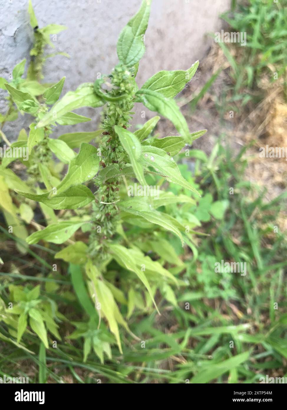 Pennsylvania pellitory (Parietaria pensylvanica) Plantae Stock Photo ...