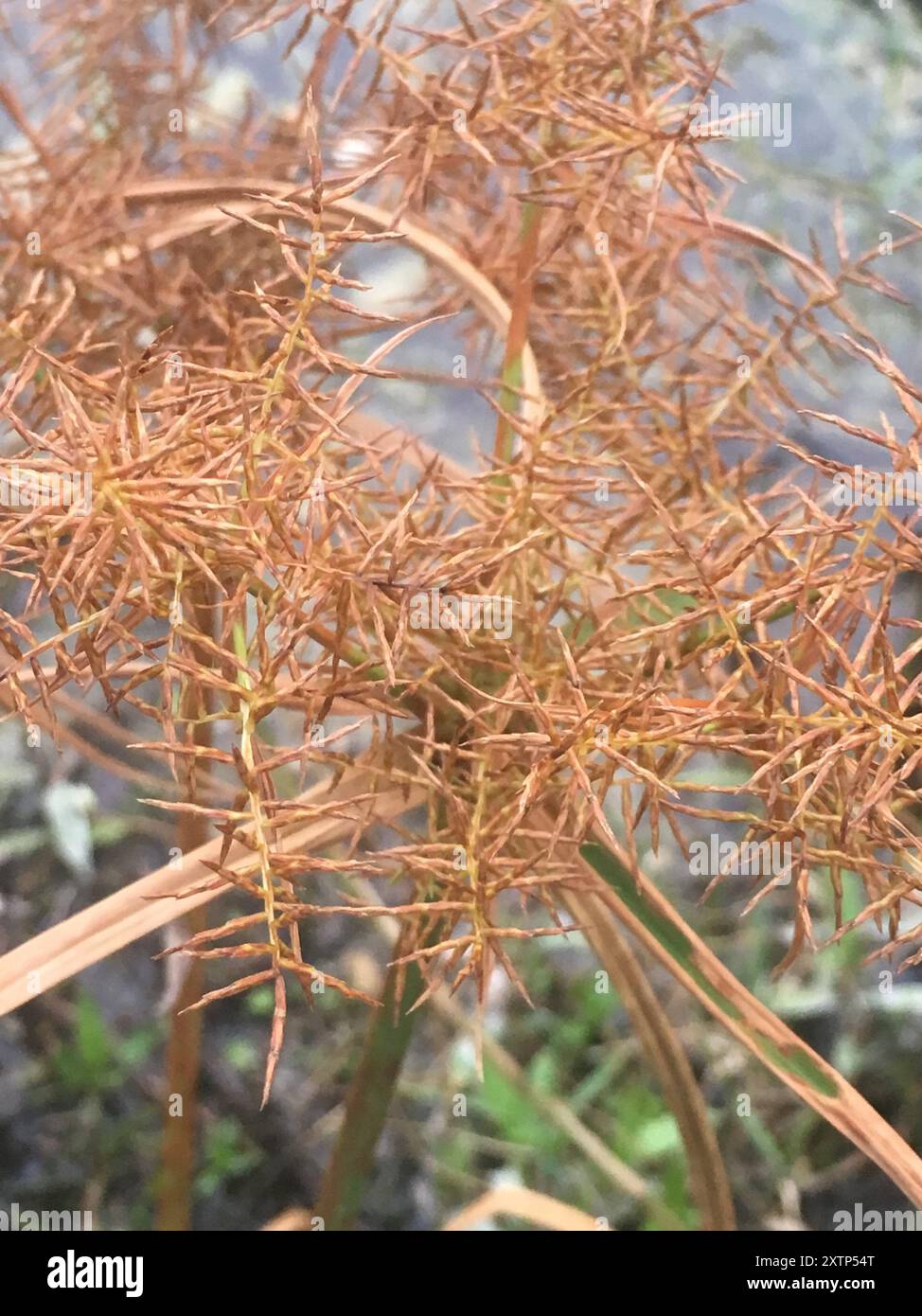 Fragrant flatsedge (Cyperus odoratus) Plantae Stock Photo - Alamy