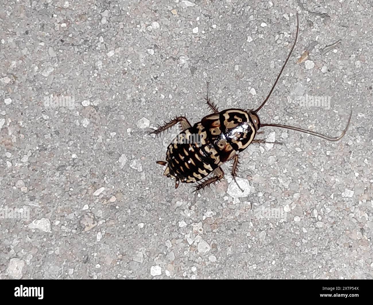 Harlequin Cockroach (Neostylopyga rhombifolia) Insecta Stock Photo - Alamy