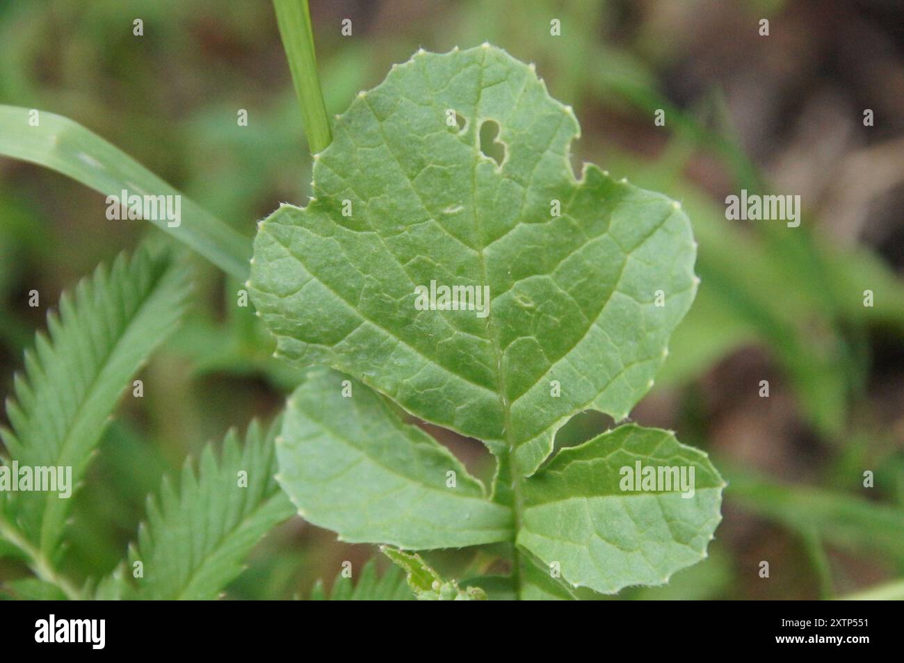 Jointed Charlock (Raphanus raphanistrum) Plantae Stock Photo - Alamy