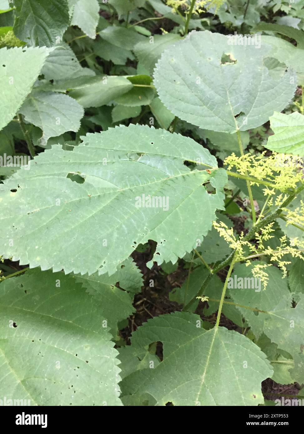 wood nettle (Laportea canadensis) Plantae Stock Photo - Alamy