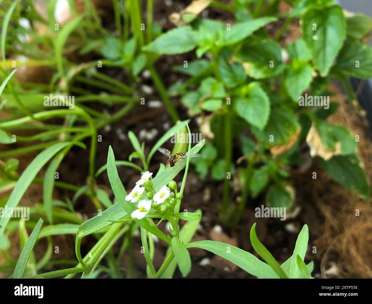 Eastern Calligrapher (Toxomerus geminatus) Insecta Stock Photo - Alamy