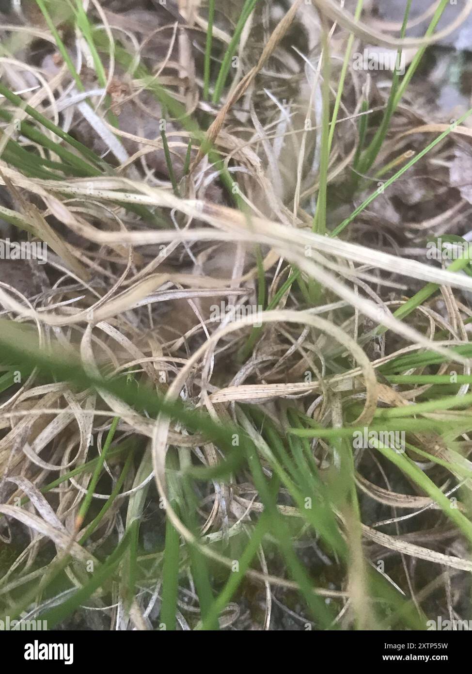 Poverty oatgrass (Danthonia spicata) Plantae Stock Photo - Alamy