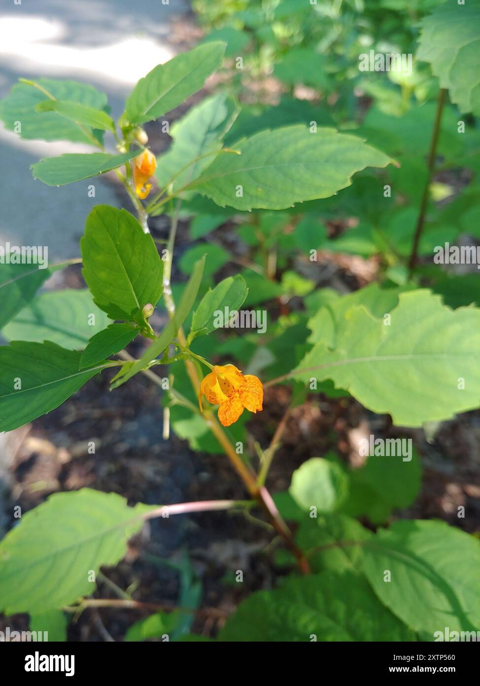 common jewelweed (Impatiens capensis) Plantae Stock Photo - Alamy
