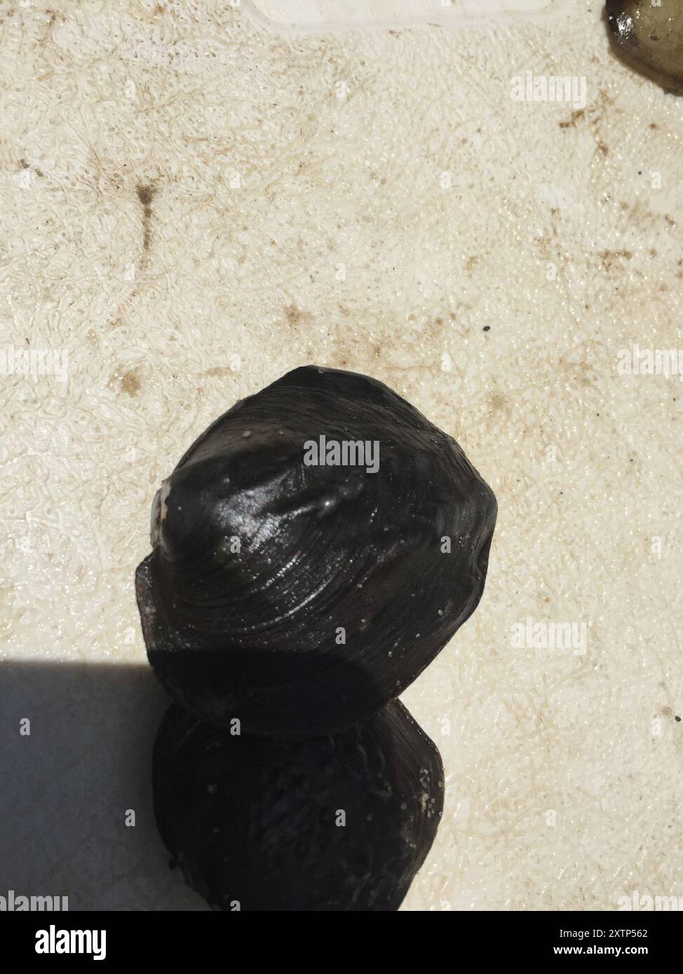 Amblema plicata hi-res stock photography and images - Alamy