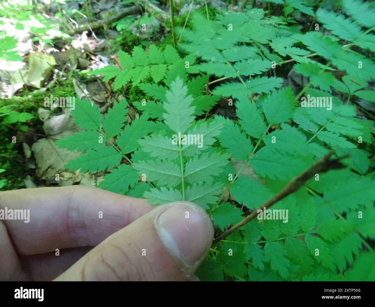 showy mountain-ash (Sorbus decora) Plantae Stock Photo - Alamy