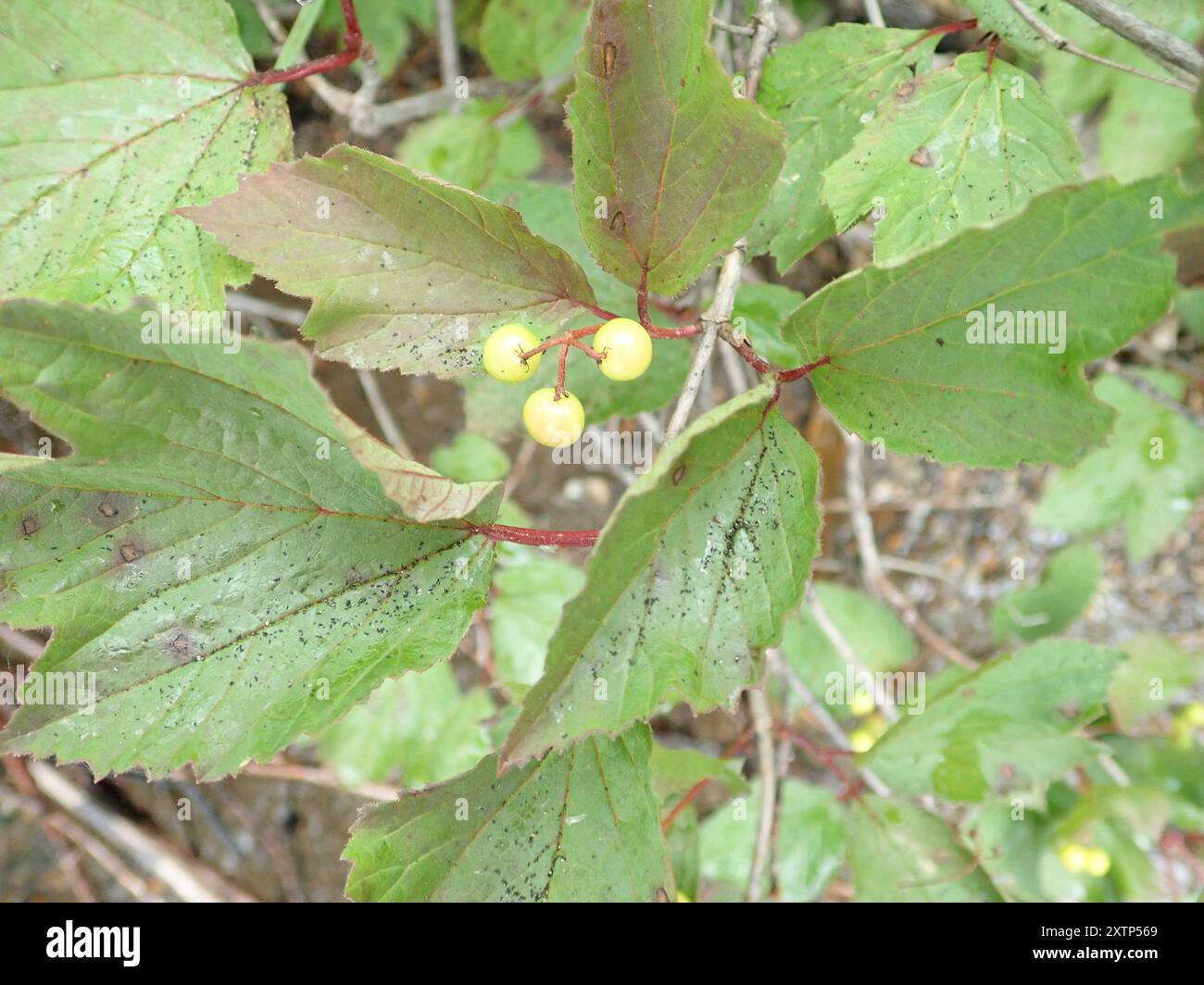 squashberry (Viburnum edule) Plantae Stock Photo - Alamy