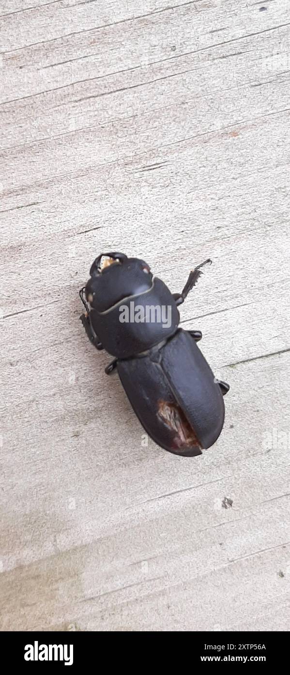 Lesser Stag Beetle (Dorcus parallelipipedus) Insecta Stock Photo - Alamy