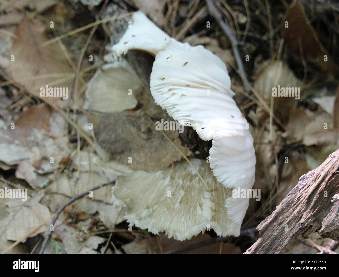 Eastern American Platterful Mushroom (Megacollybia rodmanii) Fungi ...