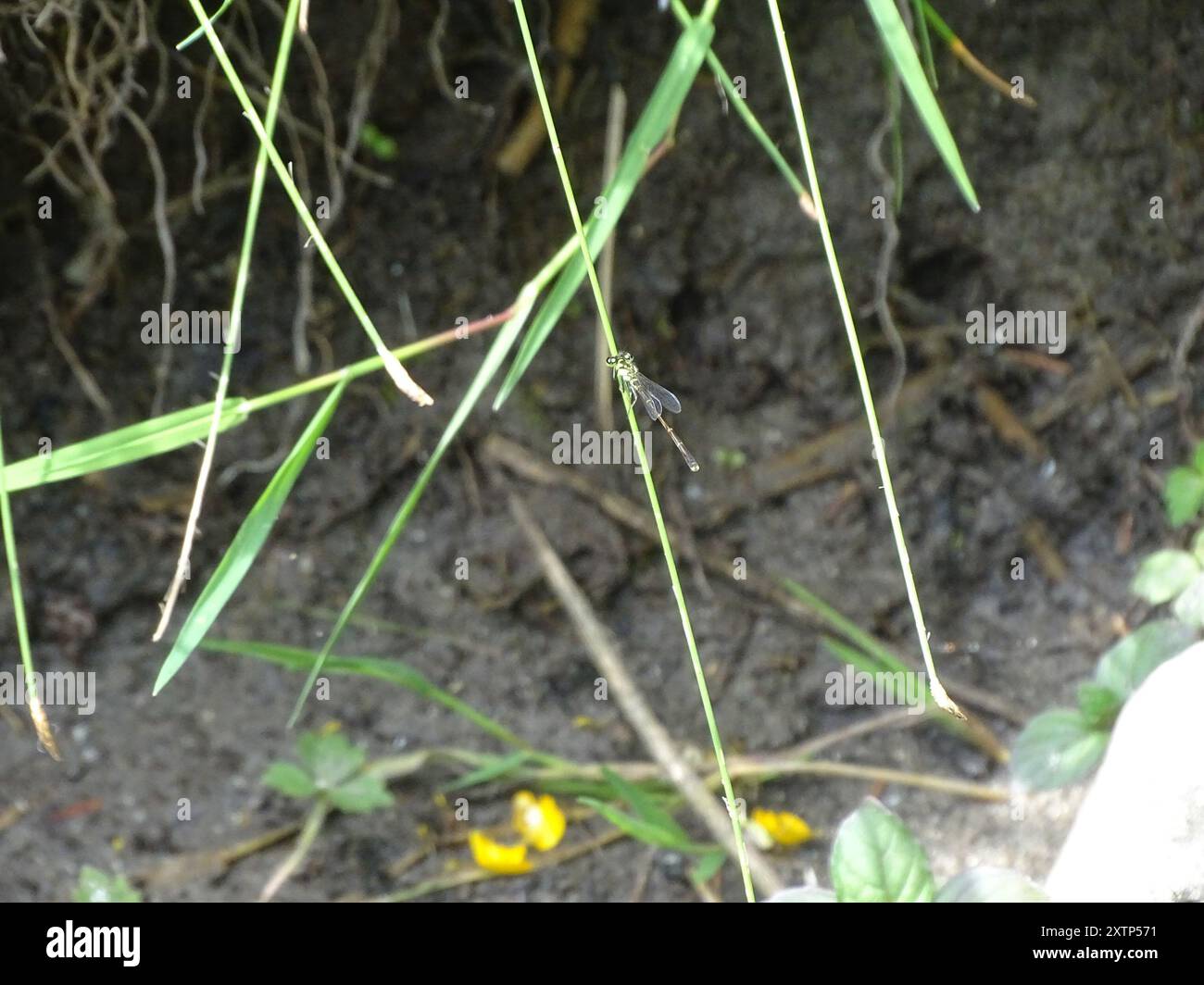 Fragile Forktail (Ischnura posita) Insecta Stock Photo - Alamy