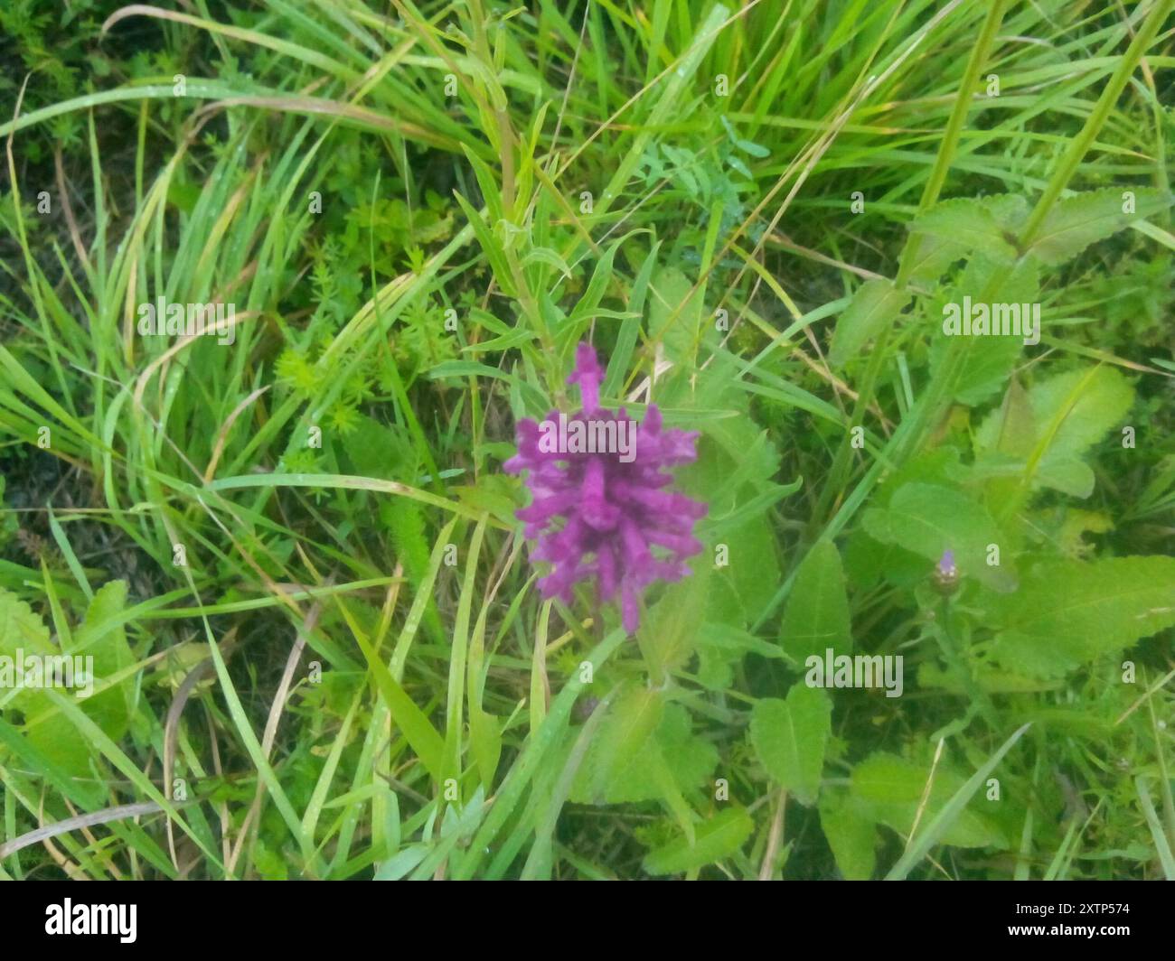 common hedge-nettle (Betonica officinalis) Plantae Stock Photo - Alamy
