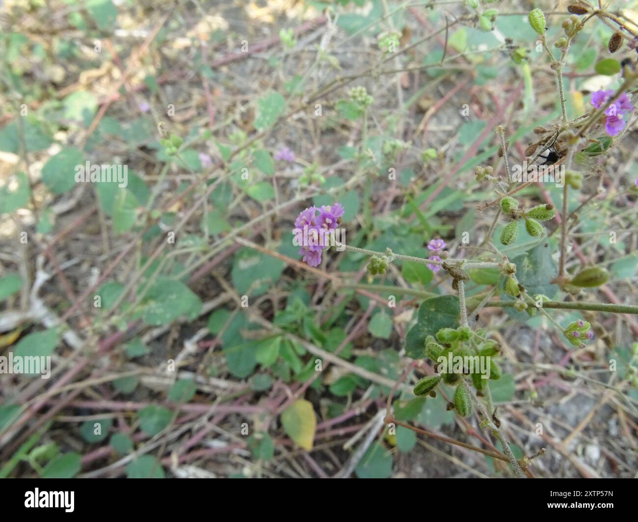 Spiderlings (Boerhavia) Plantae Stock Photo - Alamy