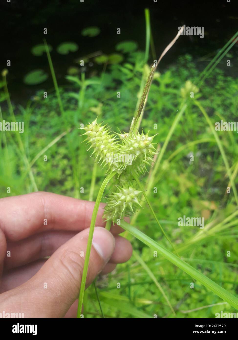 retrorse sedge (Carex retrorsa) Plantae Stock Photo - Alamy