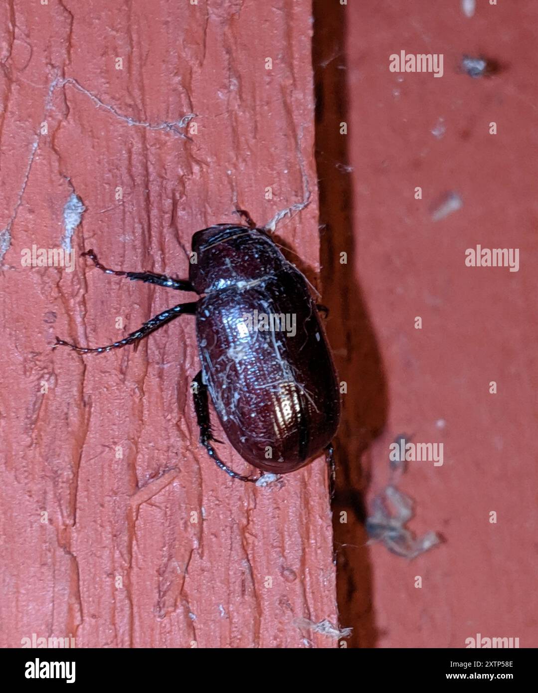 May Beetles (Phyllophaga) Insecta Stock Photo - Alamy