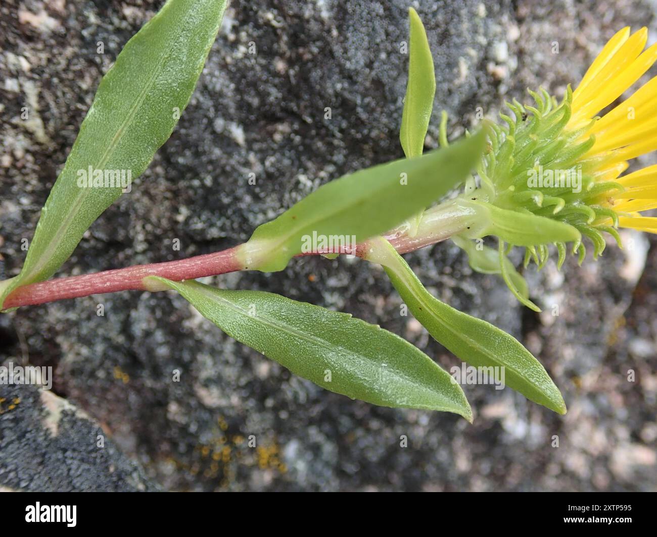 Puget sound gumweed (Grindelia integrifolia) Plantae Stock Photo - Alamy