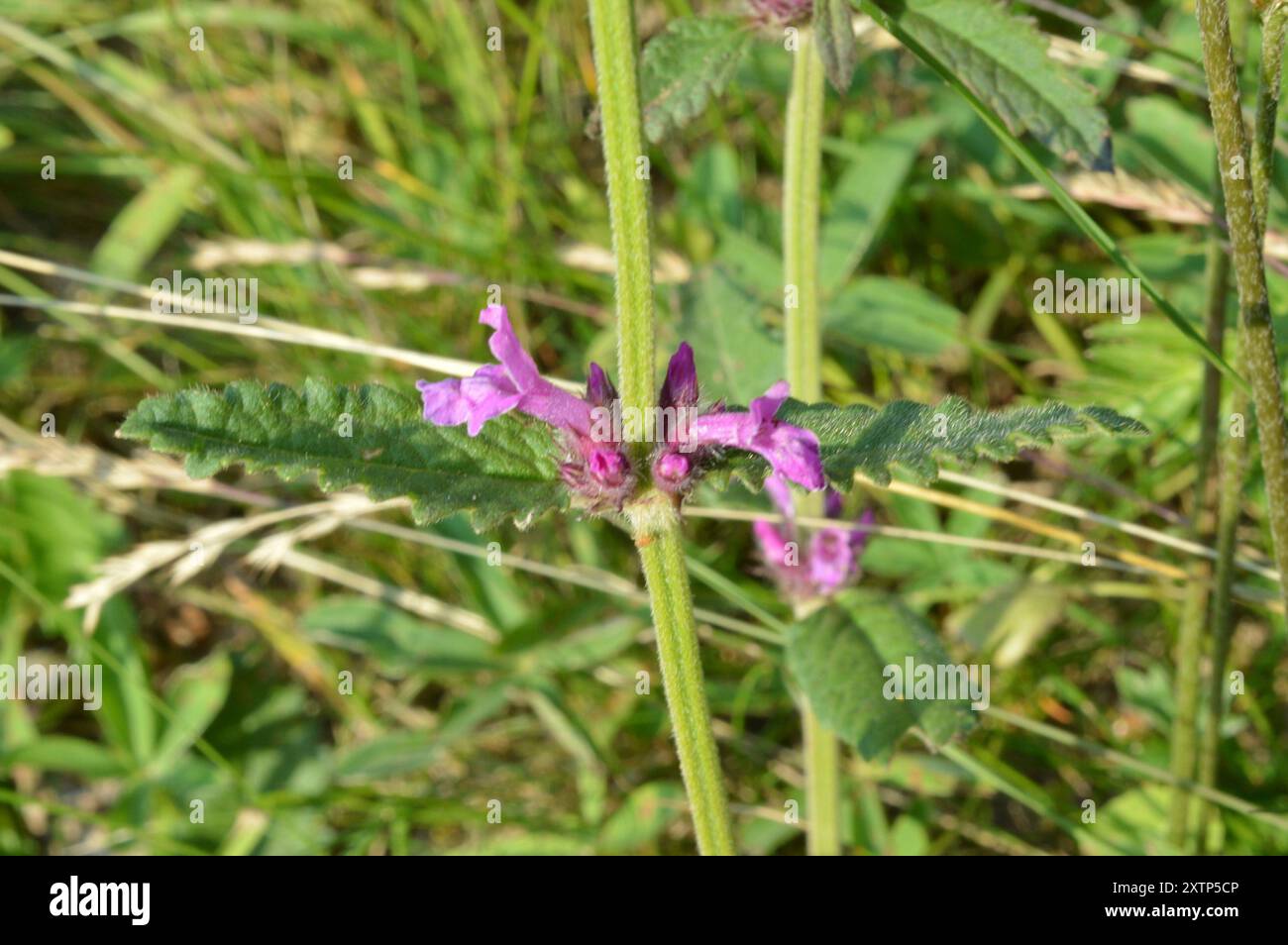 common hedge-nettle (Betonica officinalis) Plantae Stock Photo - Alamy
