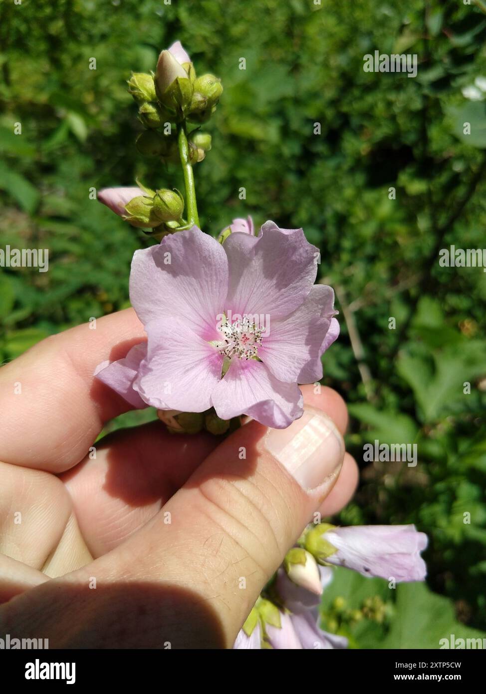 streambank wild hollyhock (Iliamna rivularis) Plantae Stock Photo - Alamy