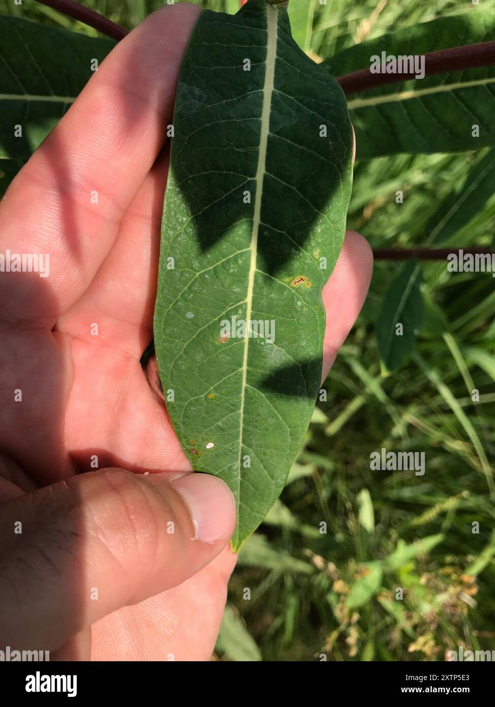 hemp dogbane (Apocynum cannabinum) Plantae Stock Photo - Alamy
