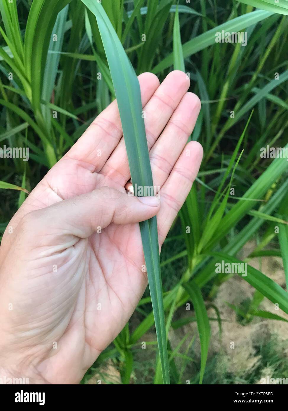 monocots (Liliopsida) Plantae Stock Photo - Alamy